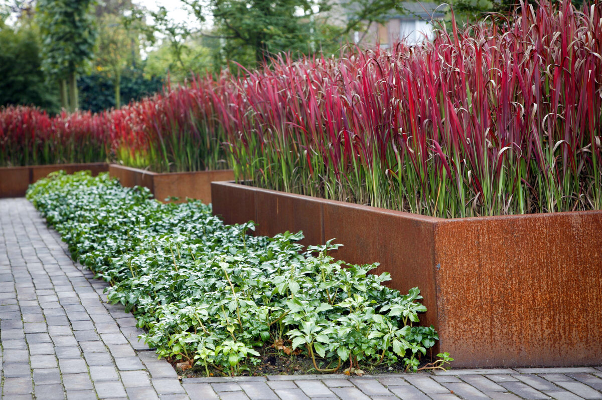 Smilga 'Red baron" - Žolės - Katalogas - suojosmedelybas..lt