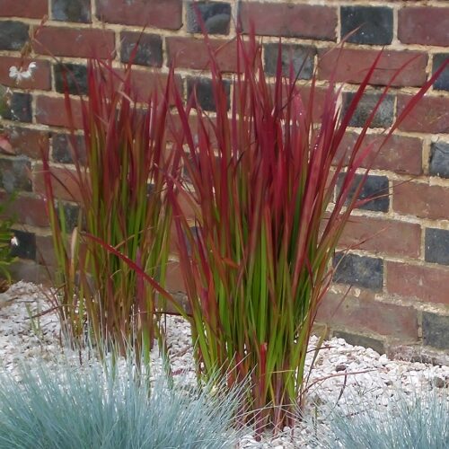 Smilga 'Red baron" - Žolės - Katalogas - suojosmedelybas..lt