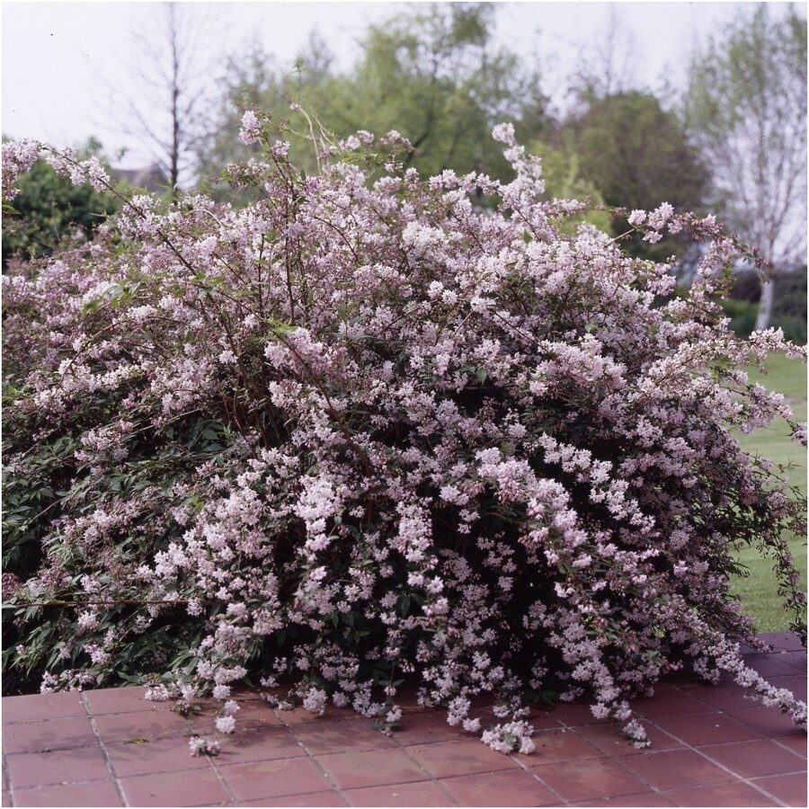 (Radastas) Deucija hibridinė 'Mont Rose' ružava - Dekoratyviniai ...