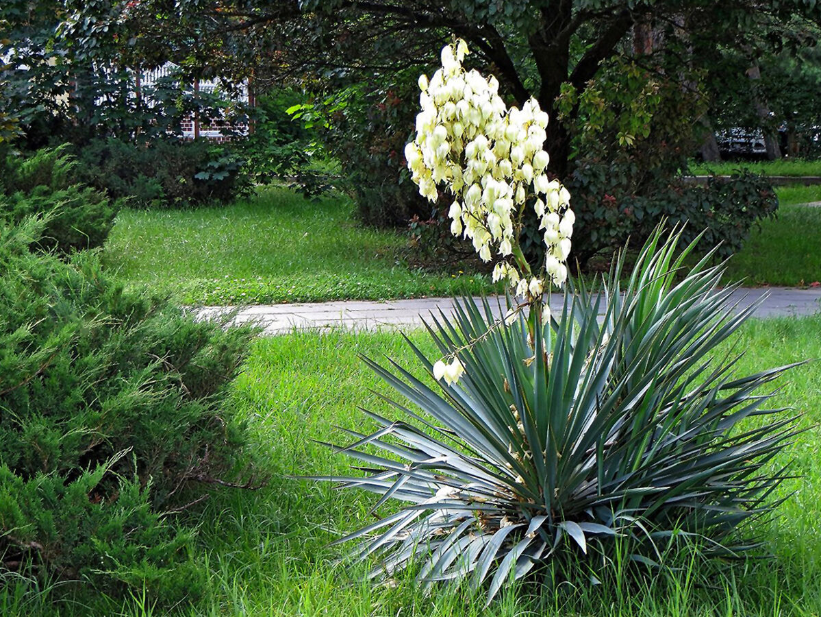 Juka - Daugiametės gėlės - Katalogas - suojosmedelybas..lt